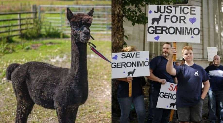 Geronimo the alpaca is killed after four-year battle to save him fails ...