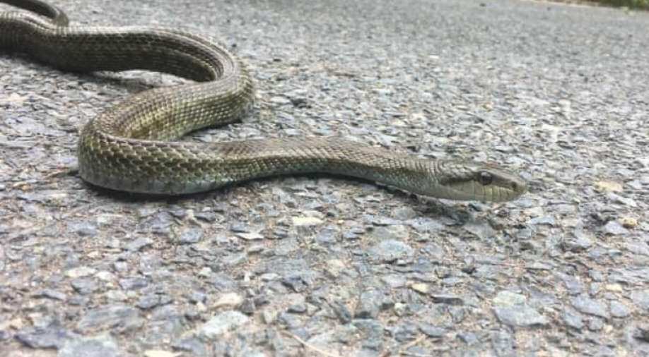 Scientists are using radioactive snakes to monitor fallout from ...