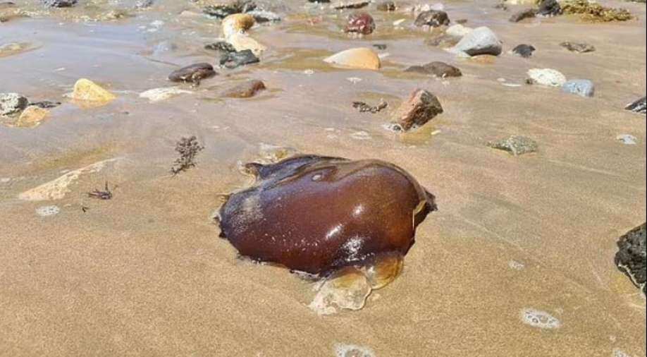 Mysterious brown creature washes up on a beach in Australia - Trending News