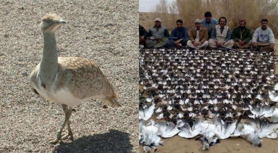 Pakistan: 14 Arab royals given permit to hunt endangered Houbara ...