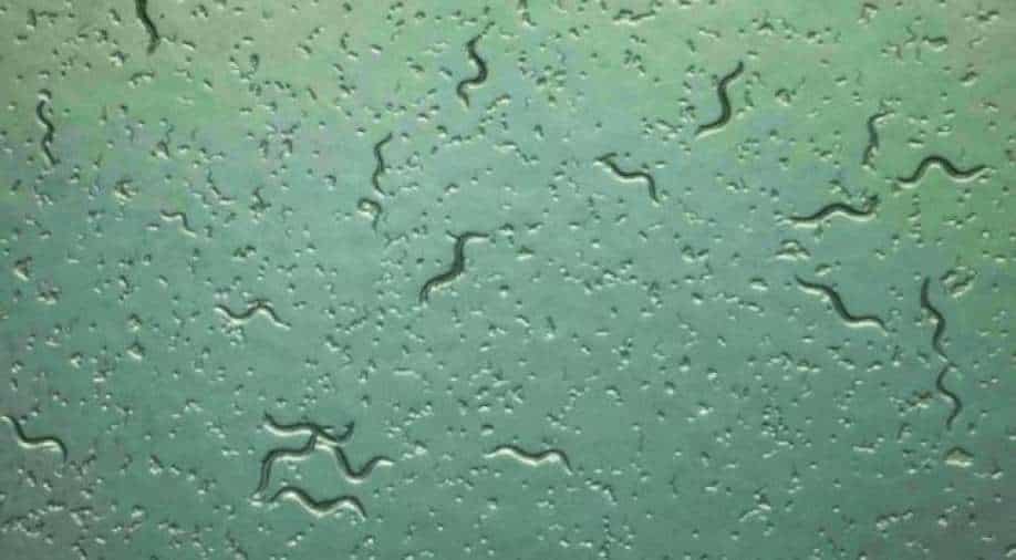 Japanese scientists use genetically modified worm to detect cancer ...