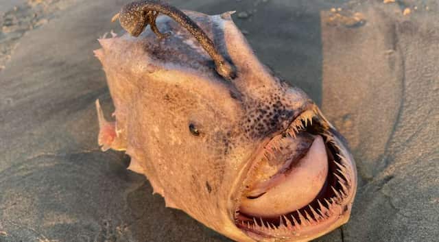 ‘Ultra-rare deep-sea’ footballfish washes ashore California beach ...