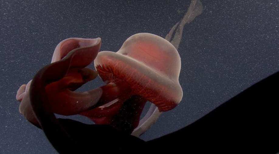Watch: Extremely rare deep-sea sighting of giant phantom jellyfish ...