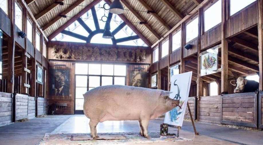 Pig painter Pigcasso’s artwork sells for whopping £20,000, creates ...