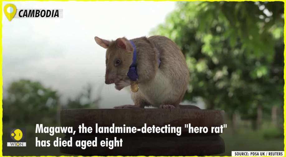 Magawa, the landmine-detecting "hero rat" dies aged 8 - Edge News