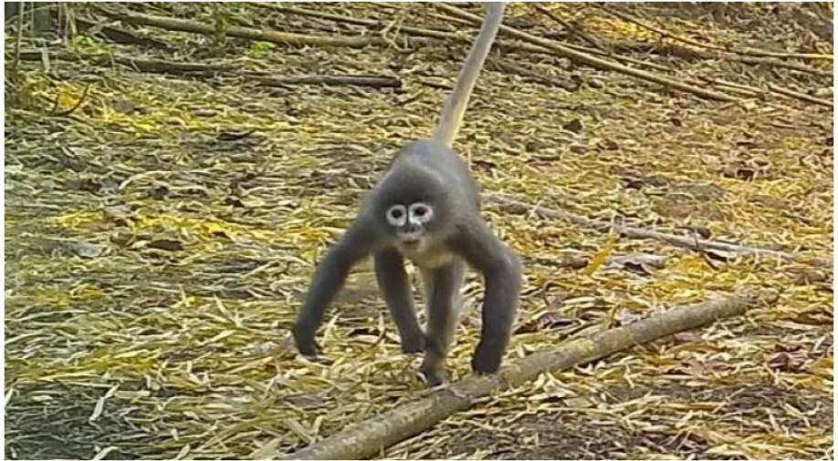 Ghostly monkey listed as new species among 224 from Mekong region ...