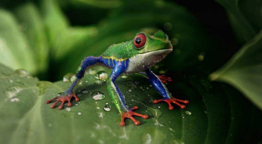 Frogs regrow amputated limbs in lab. Can it promise a future beyond ...
