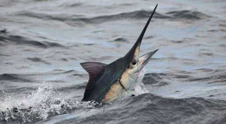 Police case filed against fish for killing fisherman in India’s ...