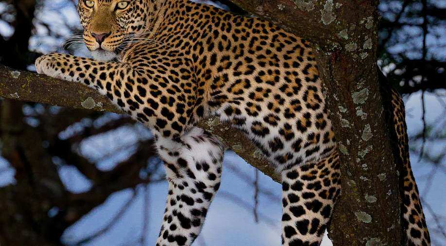 Pakistan: Two leopards rescued from poachers - World News