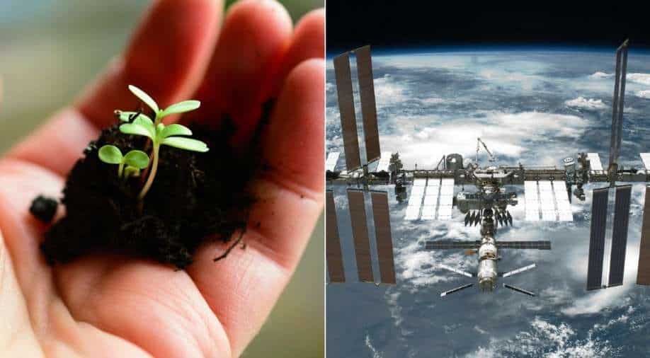 Watch: Growing plants without soil and other experiments astronauts ...