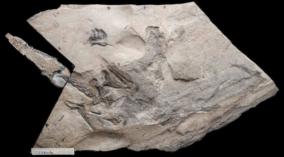 Remains of world's largest pterosaur from Jurassic period found in ...