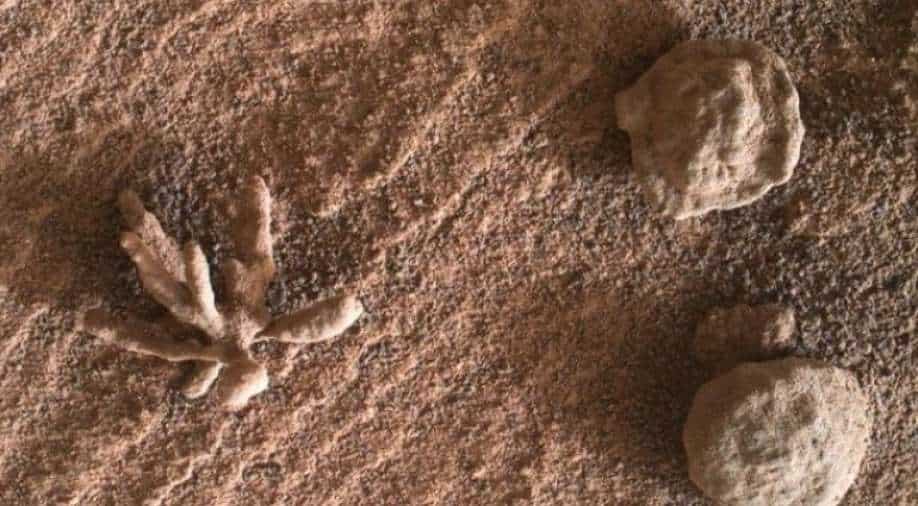 NASA's Curiosity rover captures image of mineral 'flower' on Mars ...
