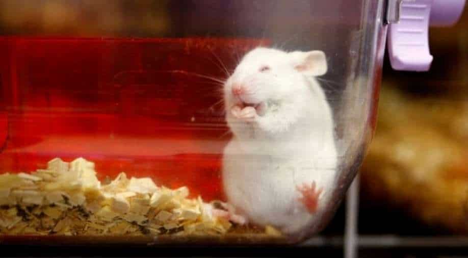 Rewinding the clock on ageing: Scientists rejuvenate tissues in middle ...