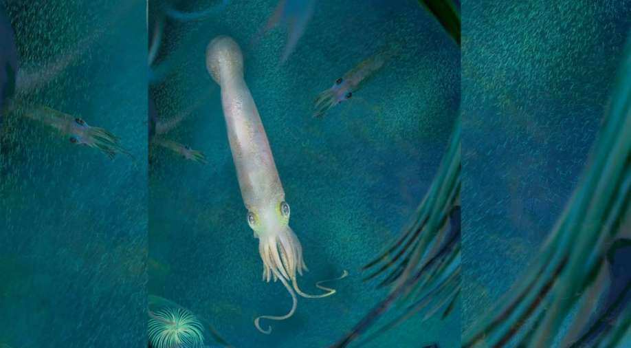 Fossil of vampire squid’s oldest ancestor is named for Biden - Science News