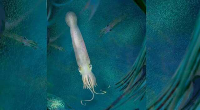 Fossil of vampire squid’s oldest ancestor is named for Biden - Science News