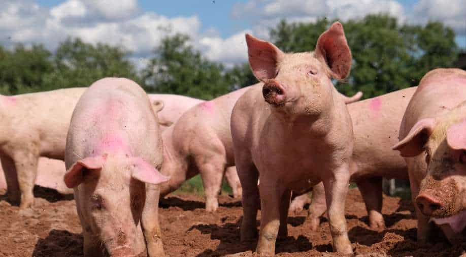 Decoding emotions: Scientists can now tell if a pig is happy or sad ...