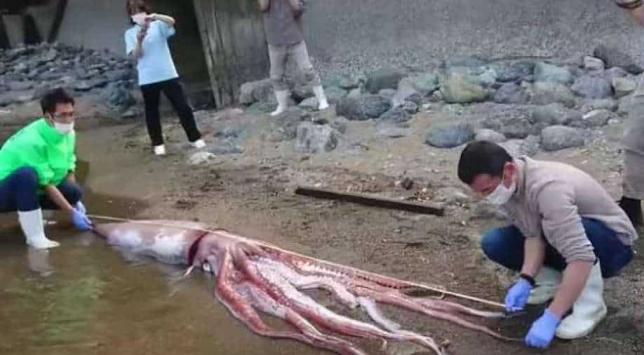 Watch | Nine-foot-long giant squid found stranded on Sea of Japan beach ...