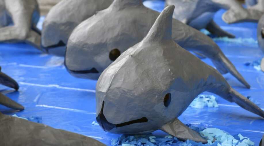 Vaquita porpoises: Fishing poses a threat to the world's smallest ...