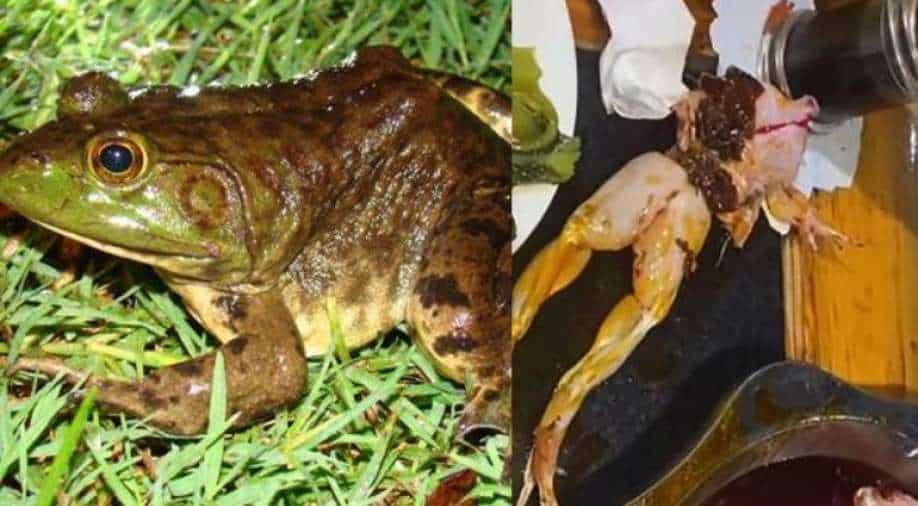 Chinese People Eating Frogs