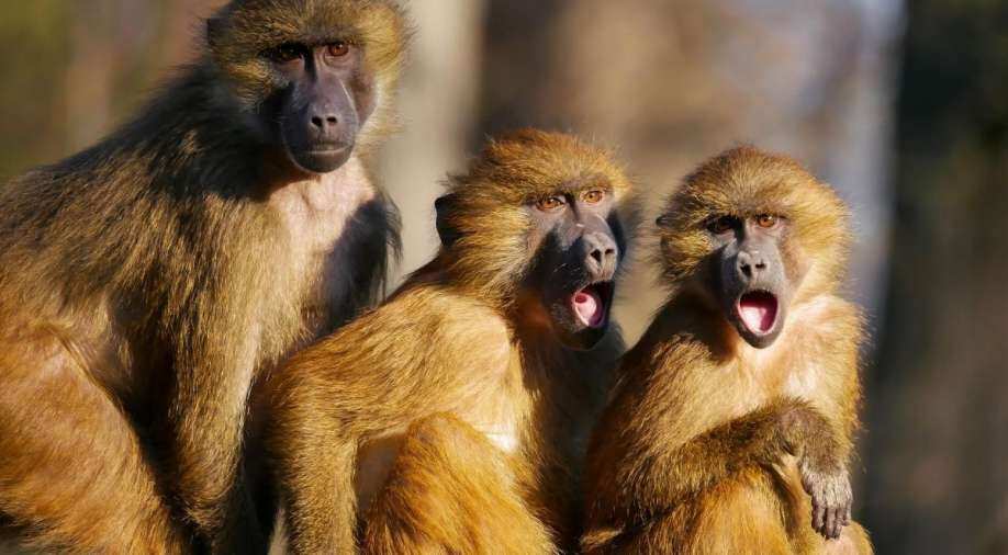 'Strongly bonded' male baboons hold each other back when it comes to ...