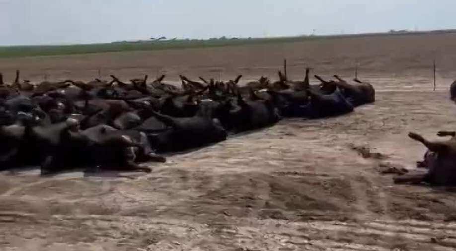 US: Heatwave kills thousands of cattle in Kansas - Edge News