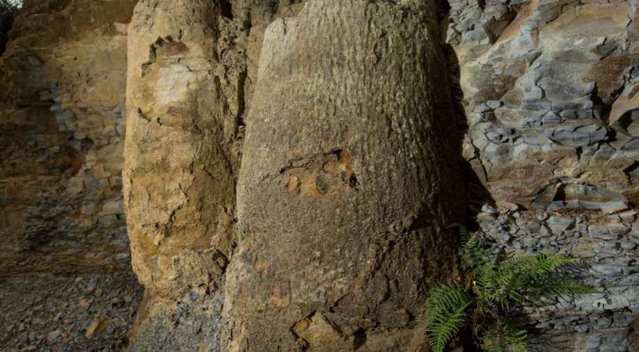 In Pics: 290-million-year-old ‘rare’ forest unearthed in Brazil ...