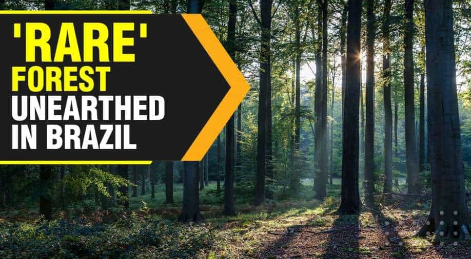 Discovery of a 290-year-old 'rare' forest with extinct variety of trees ...