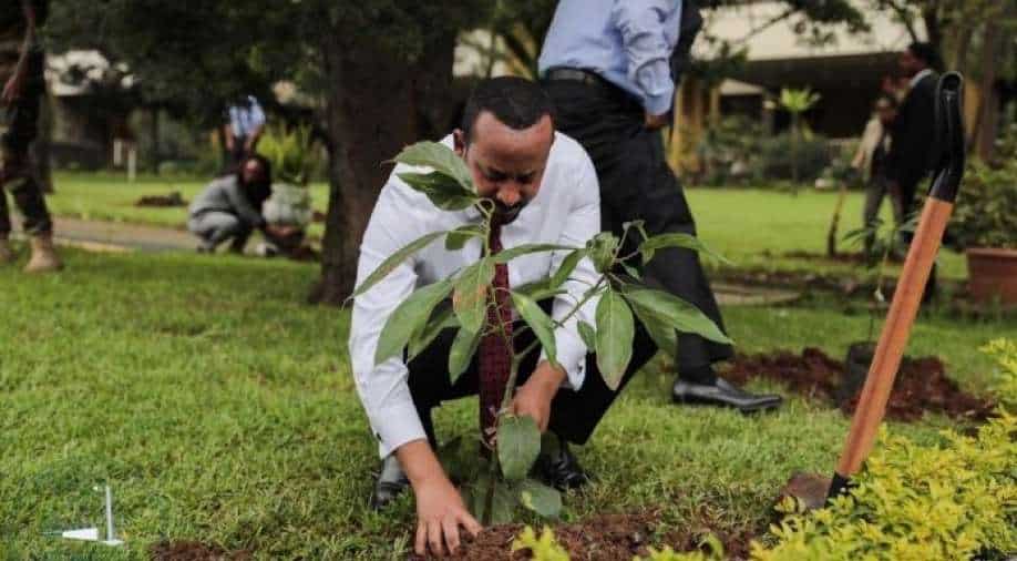 Ethiopian PM plants trees for 'Green Legacy' project - World News