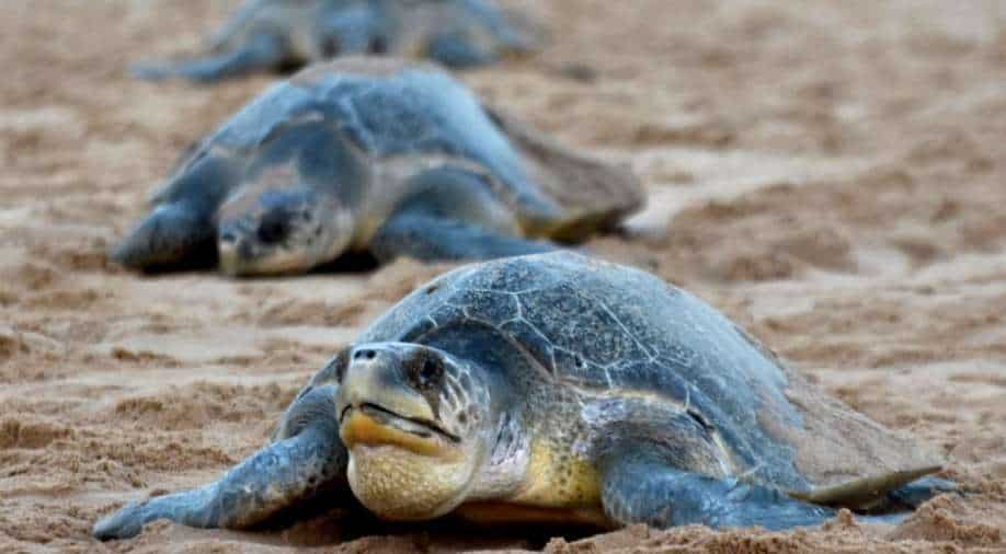 Scientists decode secret of eternal youth: Be born as turtle - Science News