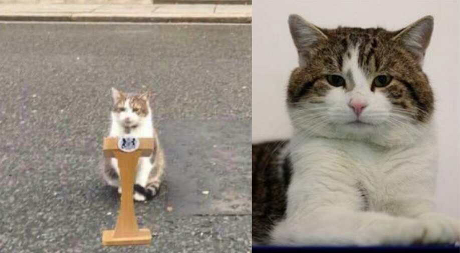 Larry the Cat tweets Boris Johnson 'temporary resident of Downing ...