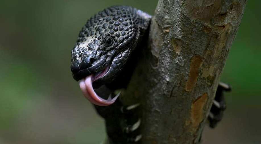 WION Climate Tracker | Guatemalan Beaded Lizard on verge of extinction ...