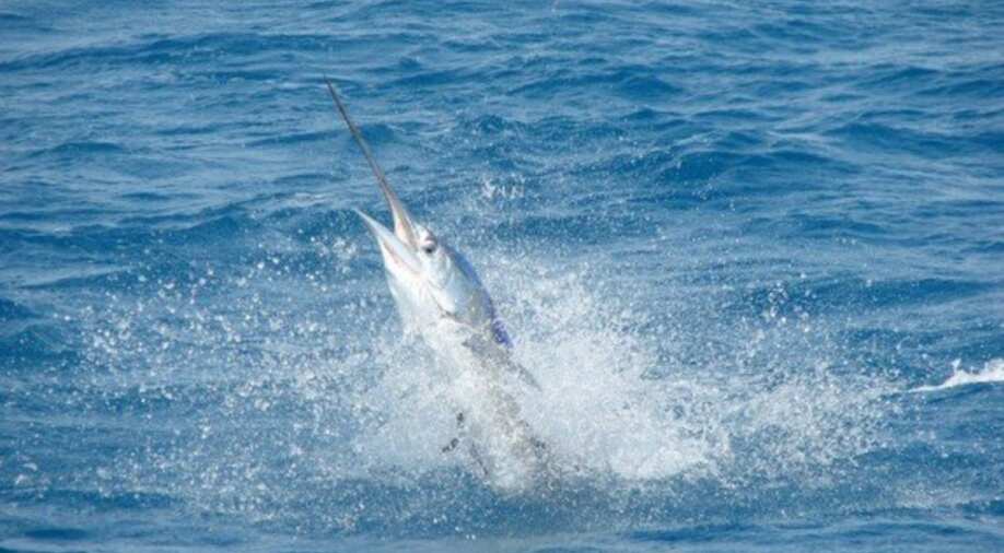 Unbelievable! A 100-pound sailfish leaps out of water and stabs woman ...