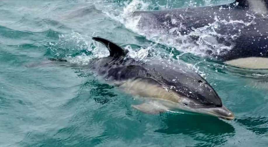 'Stay away from angry dolphin': Officials warn Japanese beachgoers ...