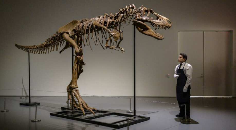 First skeleton of Gorgosaurus dinosaur to go under hammer sells for ...