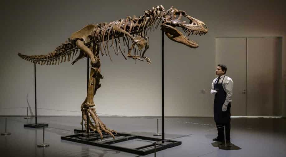 First skeleton of Gorgosaurus dinosaur to go under hammer sells for ...