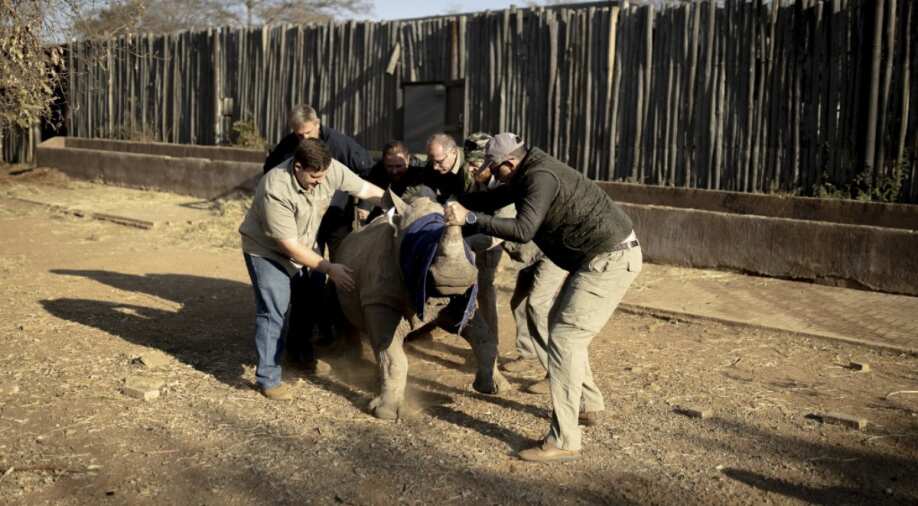 Rise in rhino poaching in South Africa to meet demand from Asia - World ...