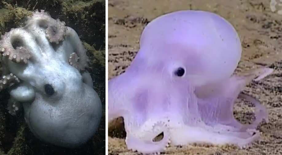 WATCH | Casper, the ghostly octopus discovered in waters off Hawaii is ...