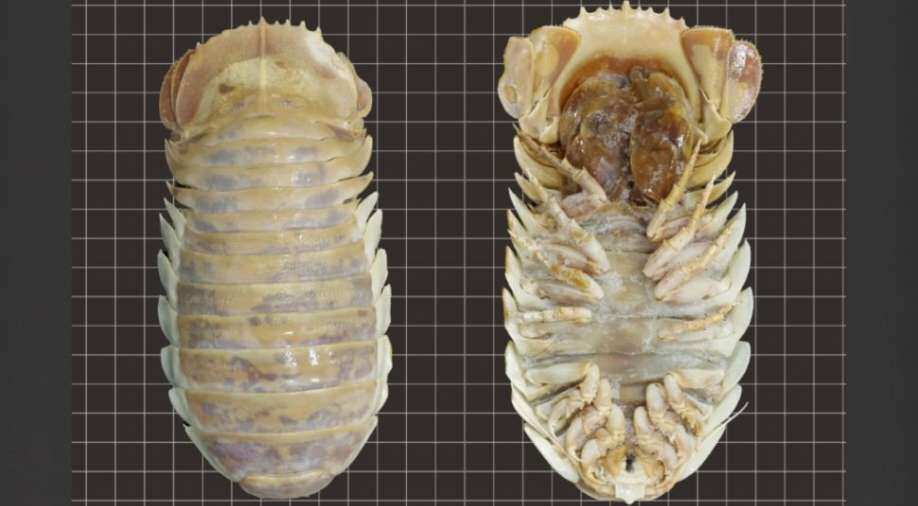 Alien-like creature found in deep sea, scientists name it 'Darth Vader ...