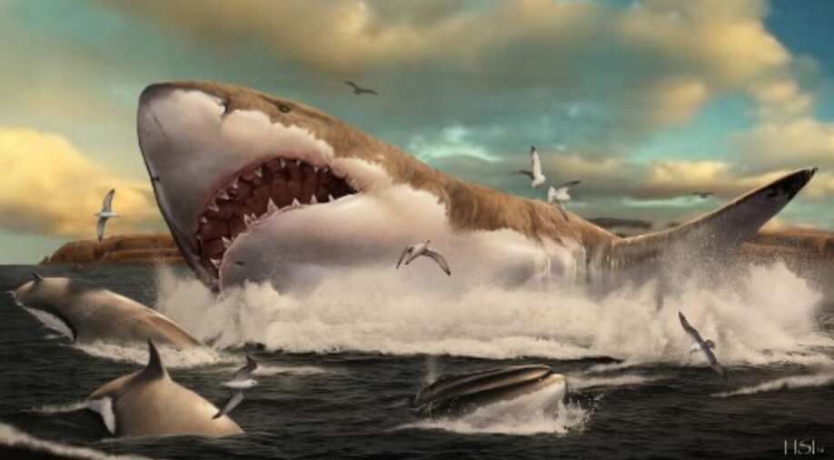 Research suggests now-extinct megalodon shark could devour killer whale ...