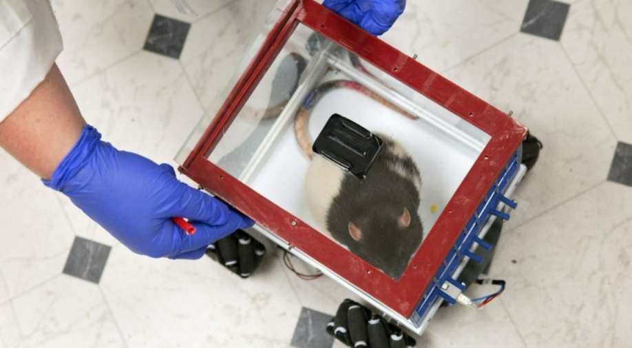 Rats drive cars to grab food in this university - Science News