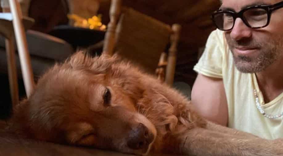 International Dog day, check out stars who have given a luxury life to ...