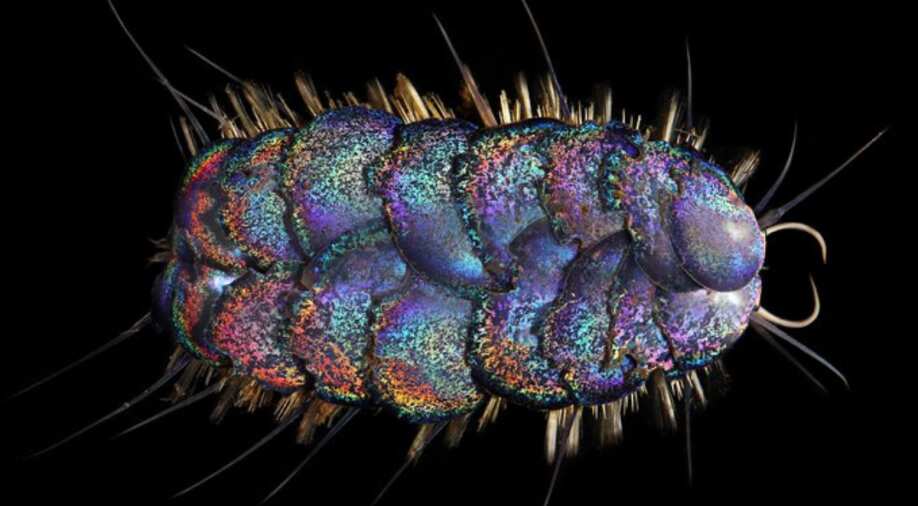 Mysteries of the ocean: Iridescent 'Elvis' worms that shimmer found ...