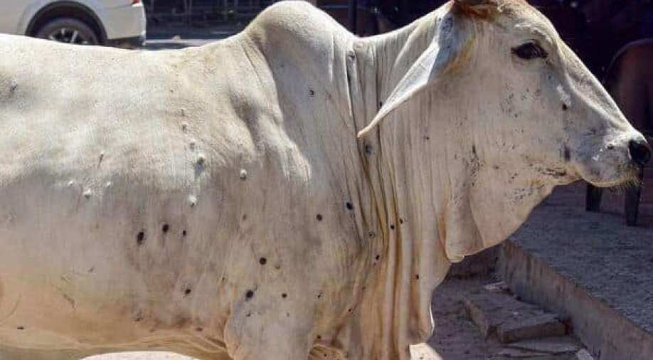 Lumpy skin disease: Indian govt accelerates vaccination as more cattle ...