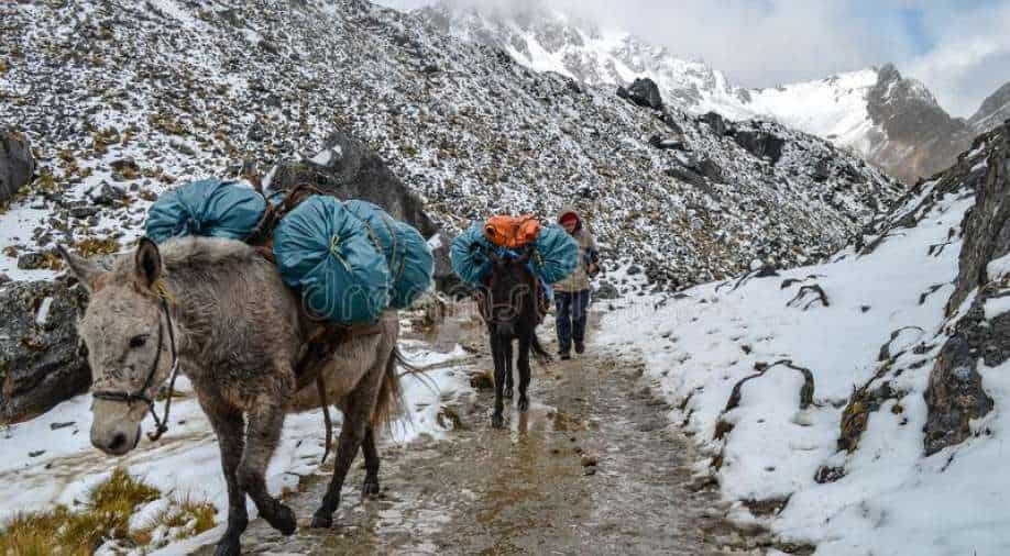 Indian army mules carry supplies for soldiers to Himalayas - India News