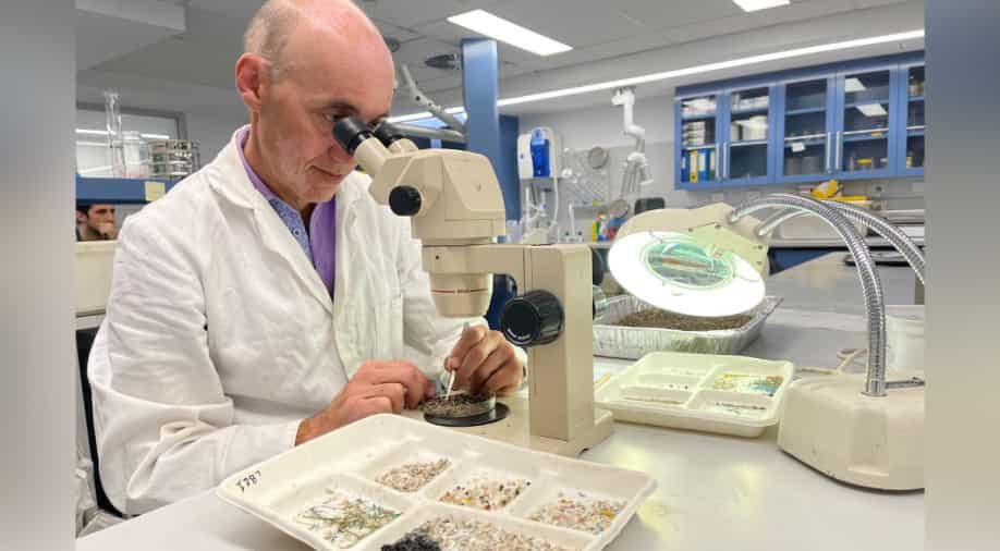 Microplastics climbing food chain through both plants and animals, says ...