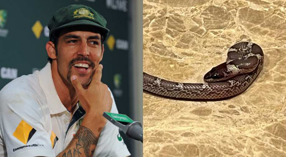 Former Australian cricketer Mitchell Johnson finds snake in his hotel ...