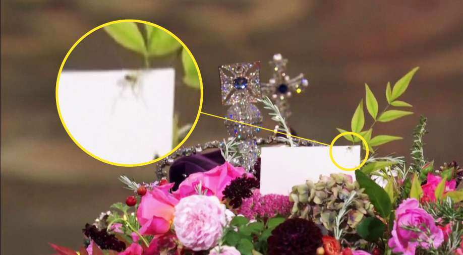 Along came a spider, on Queen Elizabeth's coffin, right during the ...