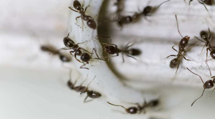 WION Climate Tracker | Study says earth has 20 quadrillion ants - World ... WION Climate Tracker | Study says earth has 20 quadrillion ants - World ...