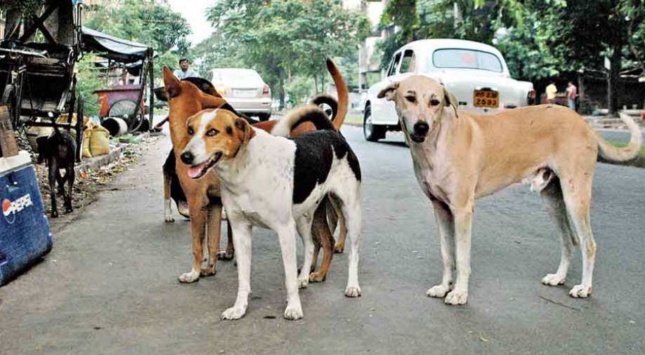 World Rabies Day: Manali strays to the rescue - India News