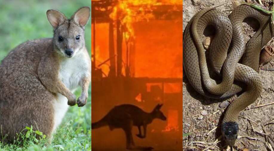 Australia launches zero-extinction plan; wallaby, snake among ...